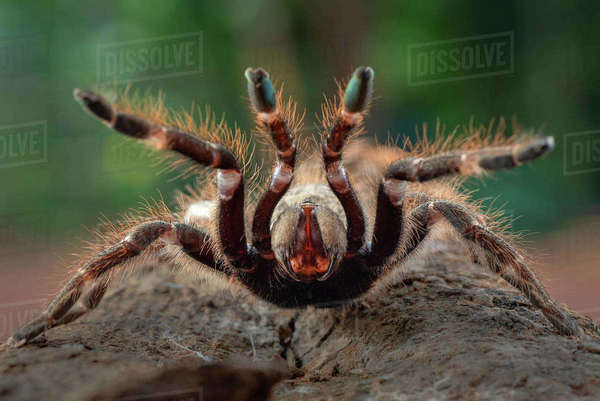 African rear-horned baboon tarantula in defensive mode, Indonesia ...