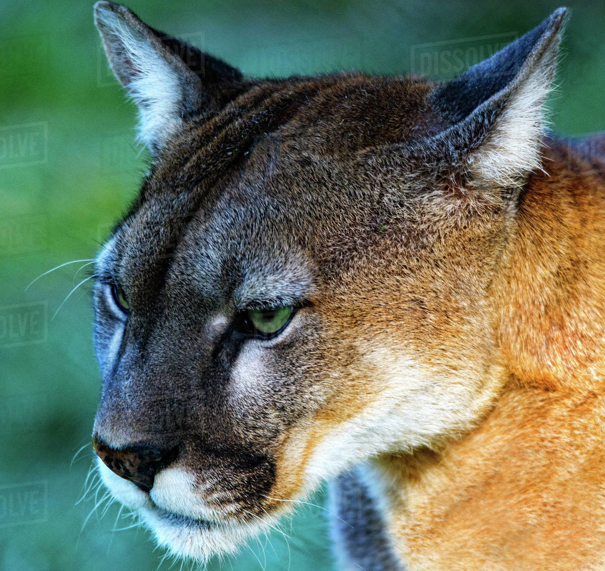 Close-up portrait of a Puma, South Africa - Royalty-free Stock Photo ...