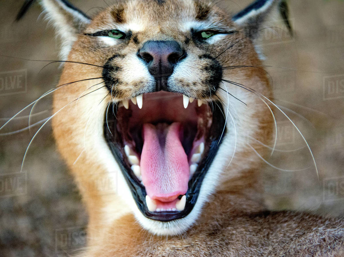 Portrait of a Caracal hissing, South Africa - Royalty-free Stock Photo ...