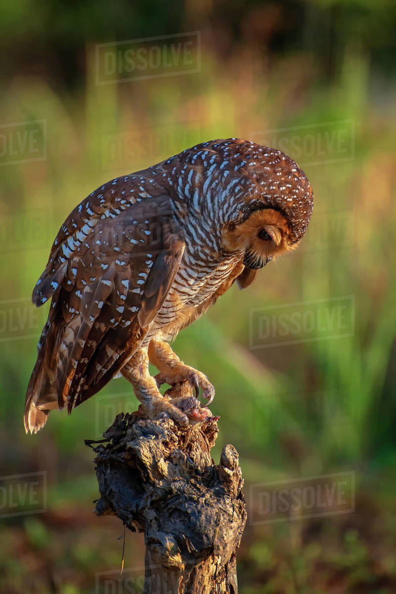 Spotted wood owl, eat its prey at sunset - Stock Photo - Dissolve
