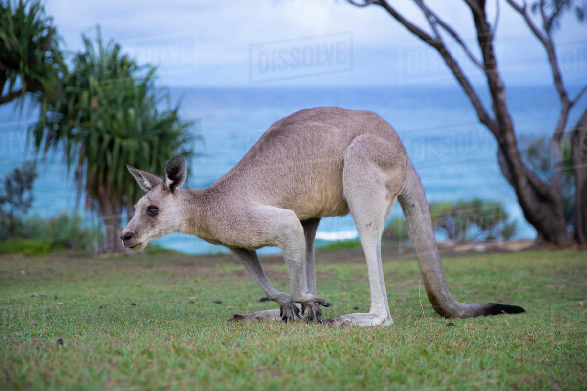 Portrait of a kangaroo, Queensland Australia - Royalty-free Stock Photo ...