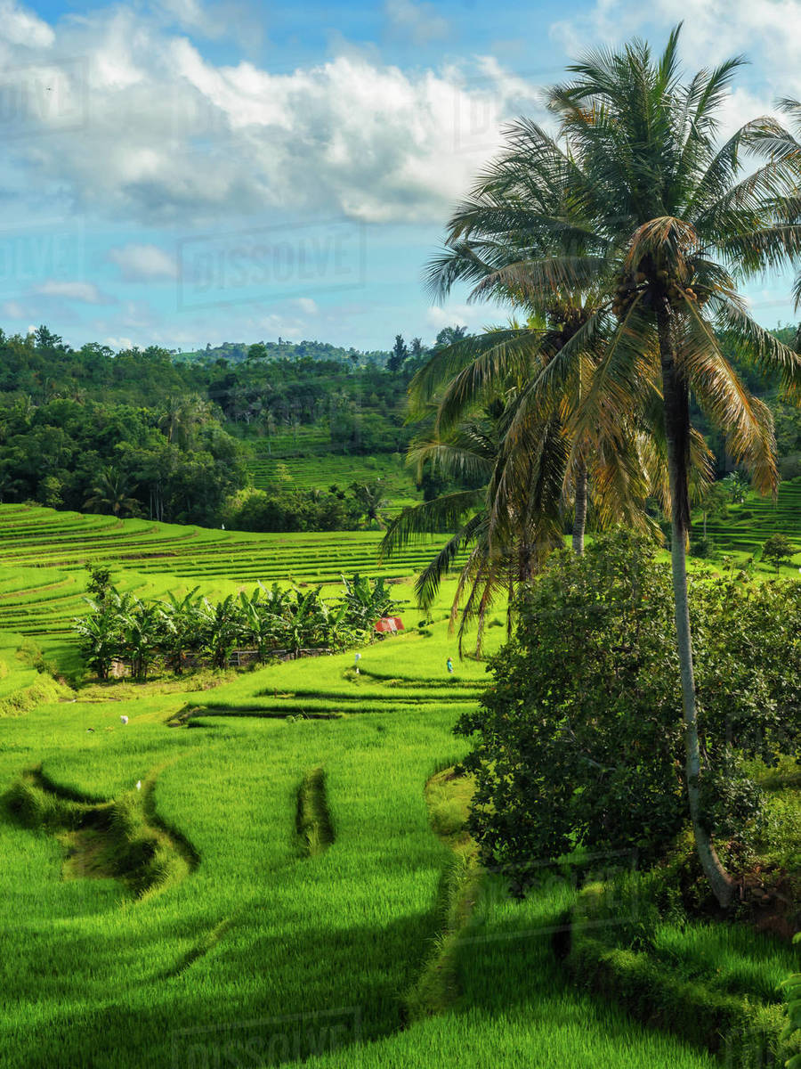Tropical rice fields in rural landscape, Mandalika, Lombok, West Nusa ...