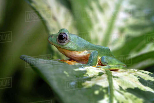Java tree frog on a leaf, Indonesia - Royalty-free Stock Photo | Dissolve