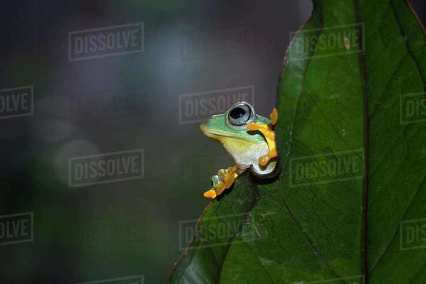 Java tree frog on a leaf, Indonesia - Royalty-free Stock Photo | Dissolve