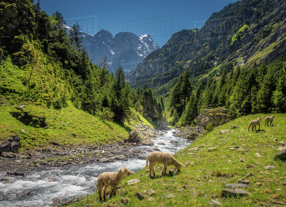 Four sheep by an alpine stream, Switzerland - Stock Photo - Dissolve