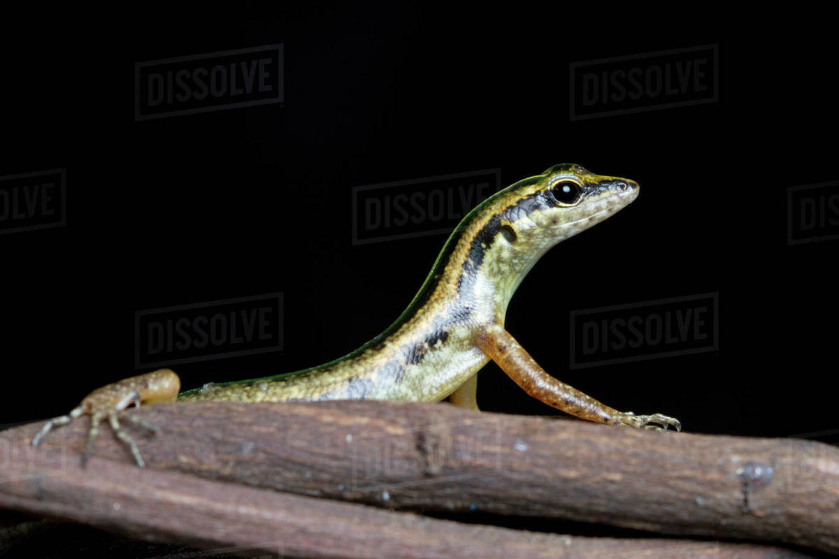 Gold striped tree skink lizard on a branch, Indonesia - Stock Photo ...