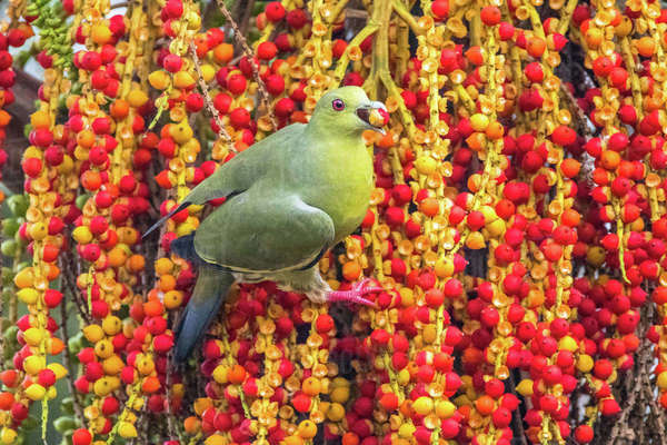 Portrait of a green pigeon eating palm fruits, Indonesia - Royalty-free ...