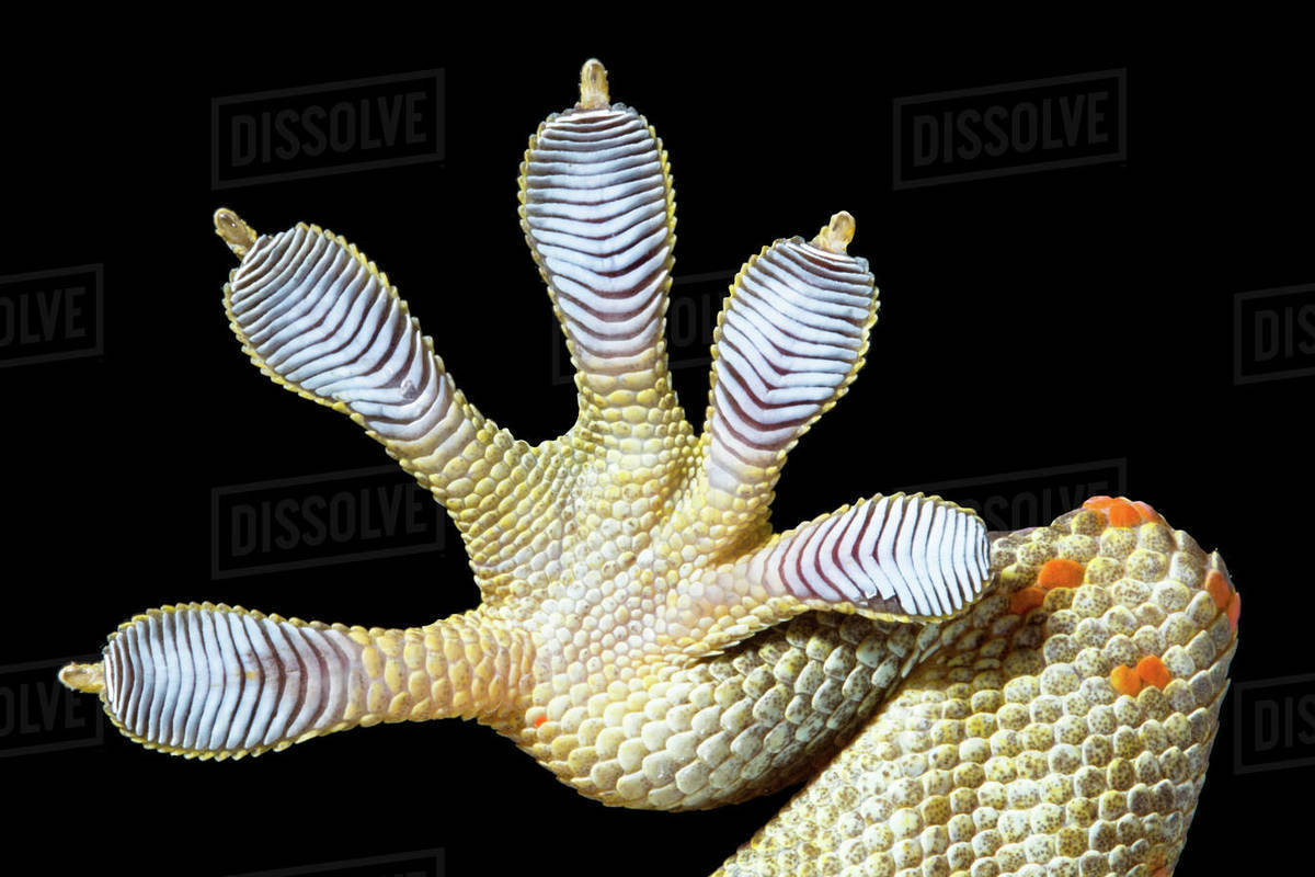 Close-up of a Spotted House Gecko foot - Royalty-free Stock Photo ...