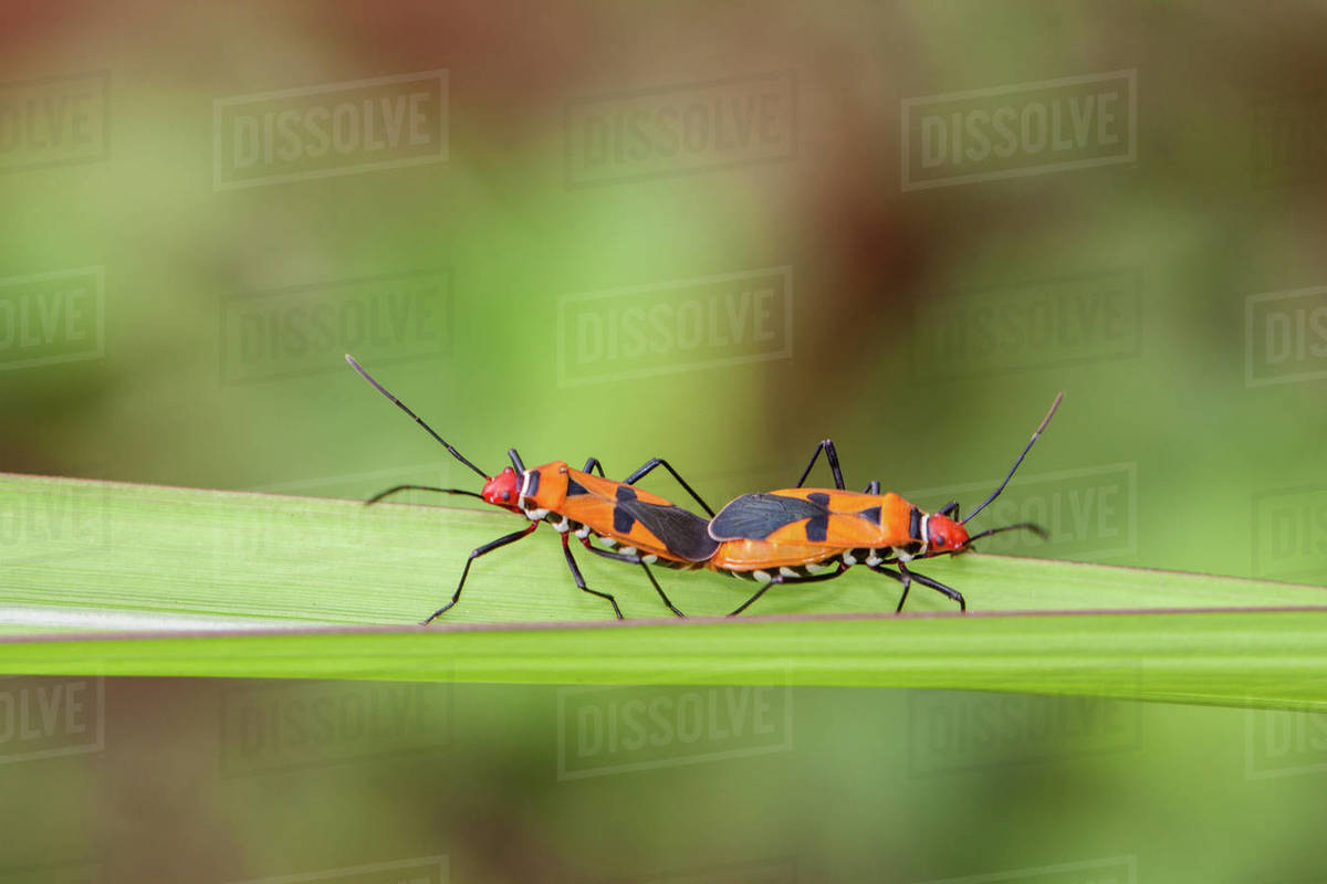 Close-up of two insects mating on a leaf, Indonesia - Stock Photo ...