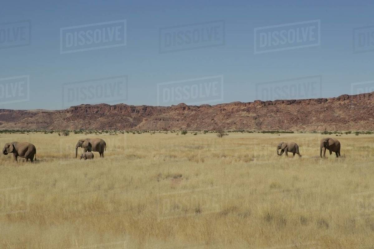 Five elephants walking in the bush, Namib desert, Namibia - Royalty ...