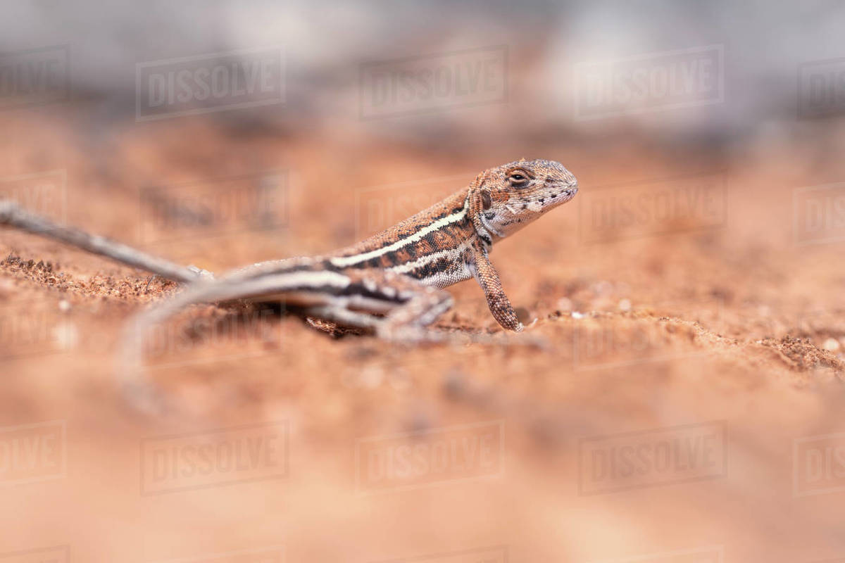 Portrait of a Mallee dragon in the outback, Australia - Royalty-free ...