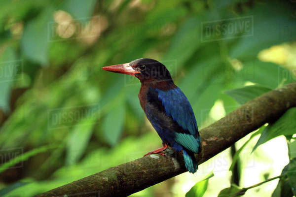 Portrait of a Javan Kingfisher, Indonesia - Royalty-free Stock Photo ...