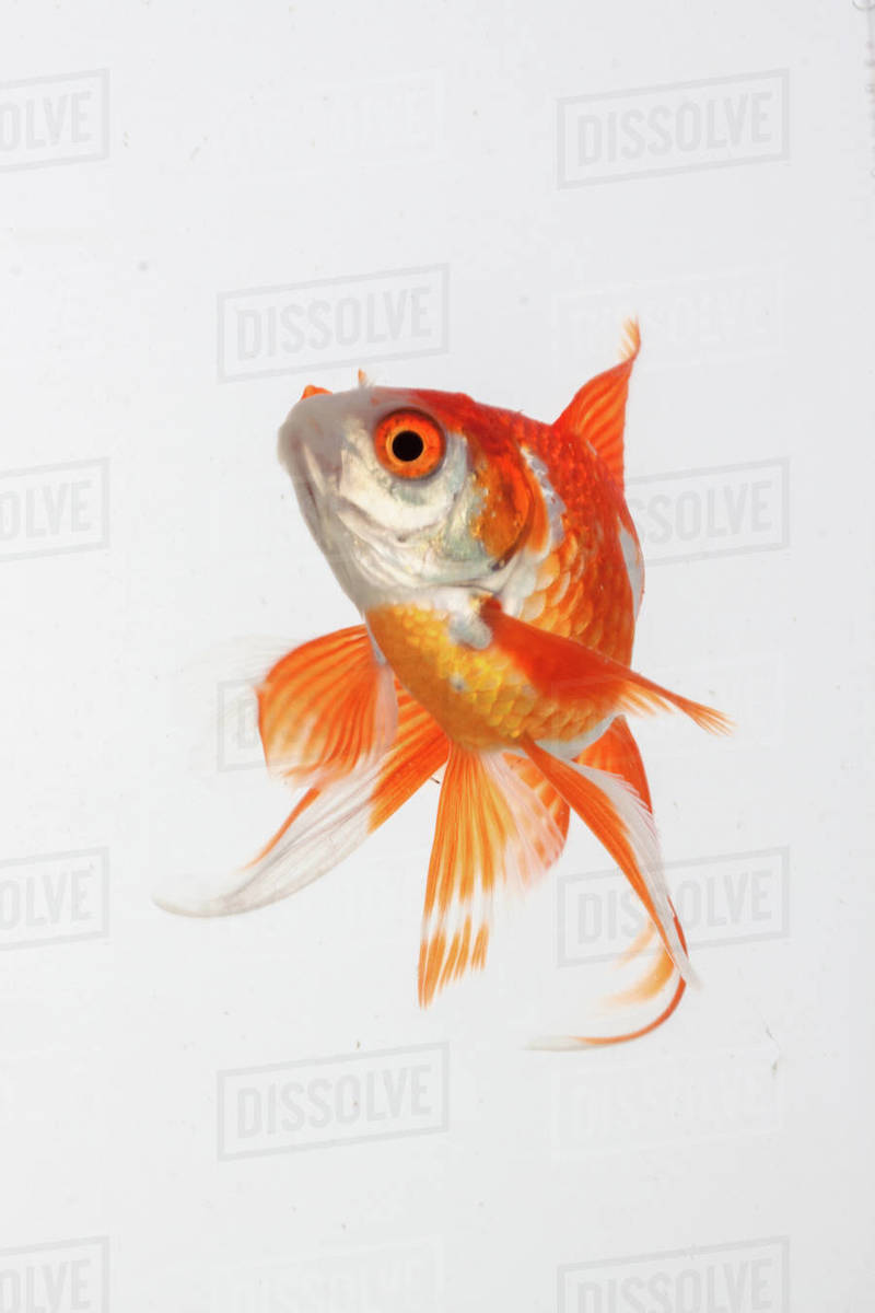 Portrait of a goldfish swimming, Indonesia - Stock Photo - Dissolve