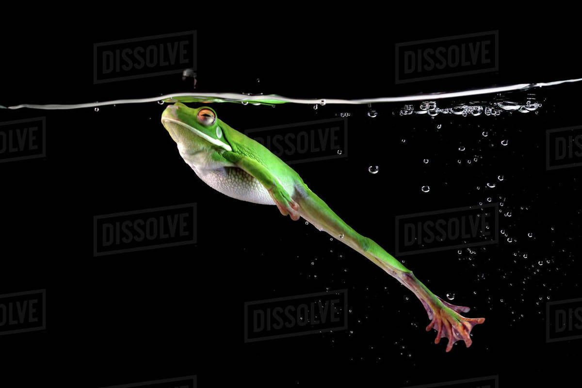 White-lipped frog swimming underwater, Indonesia - Royalty-free Stock ...