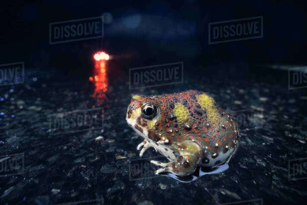 Holy Cross Frog (Notaden bennettii) crossing a road with a car ...