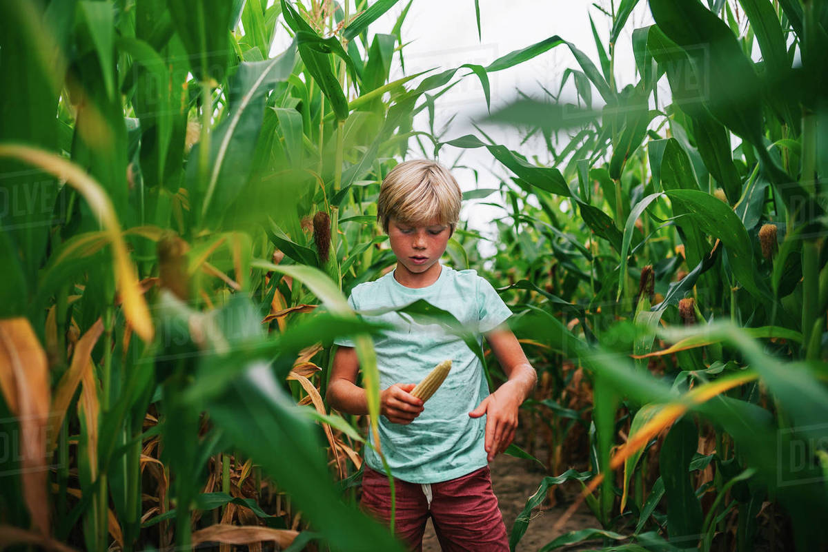 Boy standing in a field picking corn, USA - Royalty-free Stock Photo ...