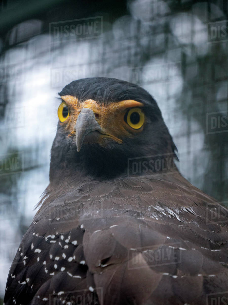 Portrait of an eagle, Indonesia - Royalty-free Stock Photo | Dissolve