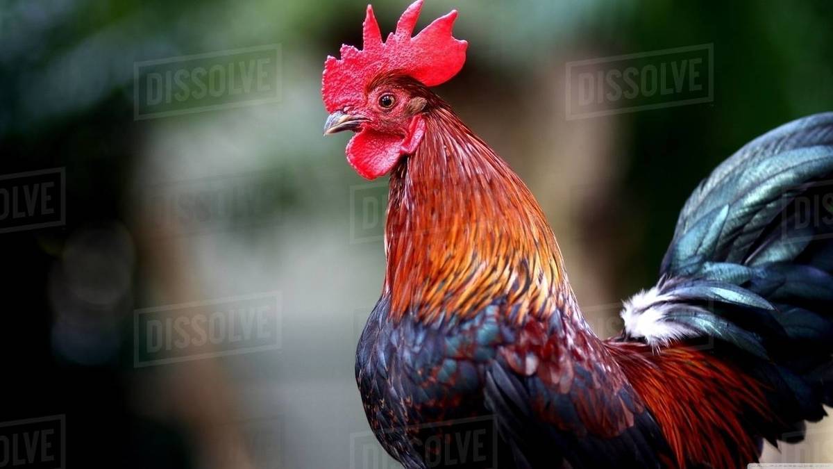 Portrait of a rooster, India - Royalty-free Stock Photo | Dissolve