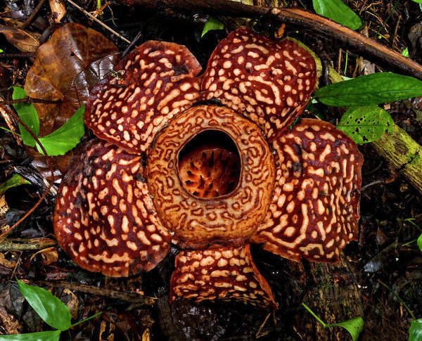 Malaysia, Borneo, Tambunan Sabah, Rafflesia Pricei - Stock Photo - Dissolve