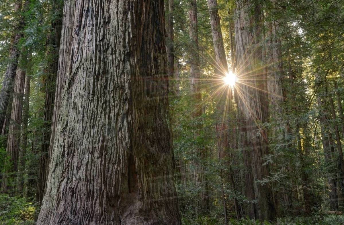 USA, California, Redwood National Park, Sunburst Through Redwood Trees ...