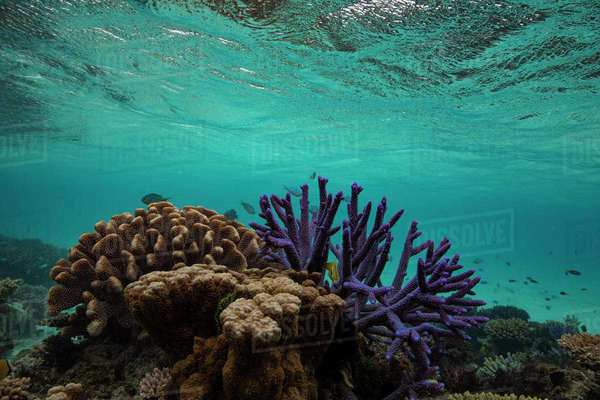 Underwater ocean view, Australia - Royalty-free Stock Photo | Dissolve