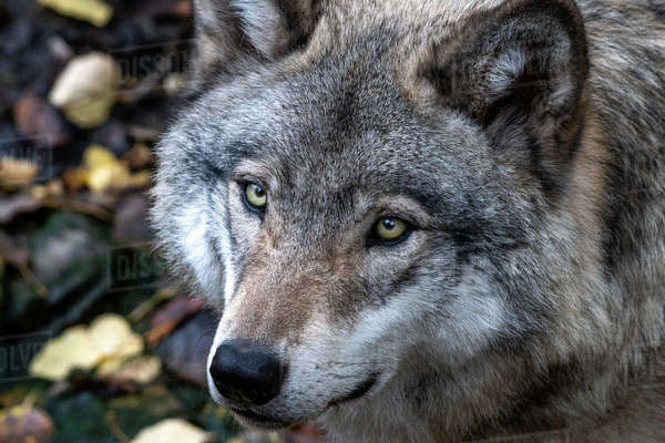 Portrait of a Canadian timber wolf, Quebec, Canada - Stock Photo - Dissolve