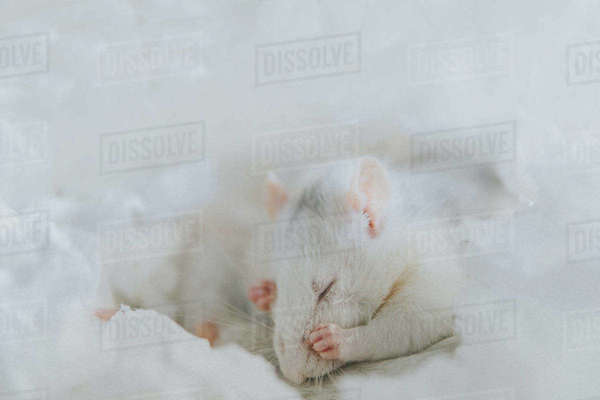 Portrait of a tired rat - Royalty-free Stock Photo | Dissolve