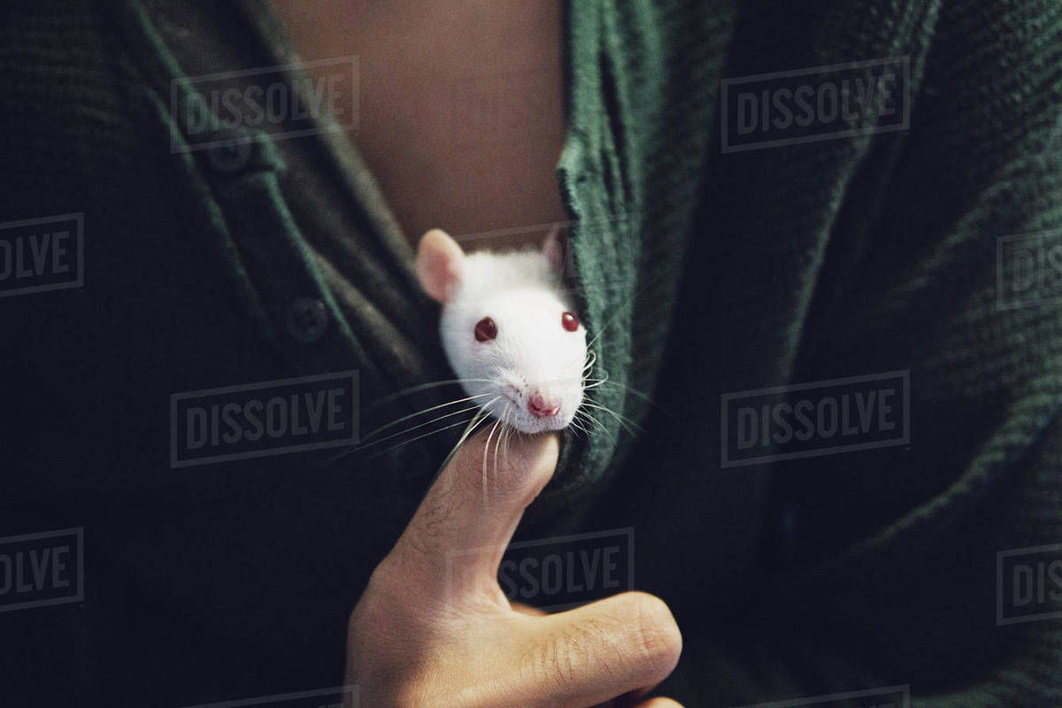 Fancy rat peeking out from a man's jumper - Royalty-free Stock Photo ...