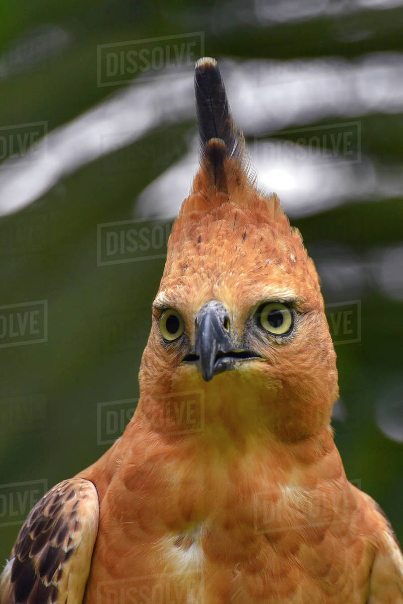 Portrait of a Javan Hawk-eagle, Indonesia - Royalty-free Stock Photo ...