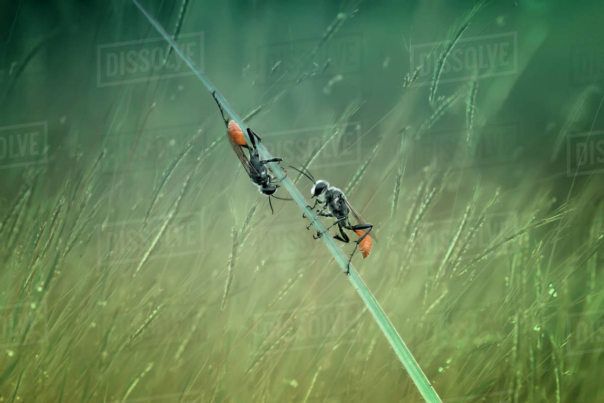 Two insects on a blade of grass, Indonesia - Stock Photo - Dissolve
