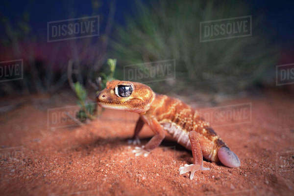Three-lined knob-tailed gecko (Nephrurus levis) next to spinifex and ...
