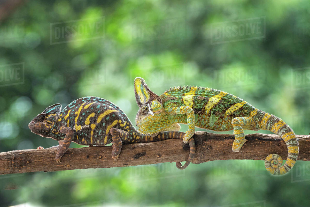 Two veiled chameleons on a branch, Indonesia - Royalty-free Stock Photo ...
