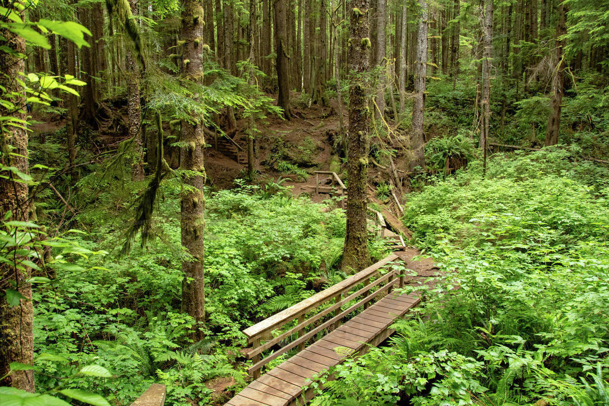 Rainforest, Vancouver Island, British Columbia, Canada - Royalty-free ...