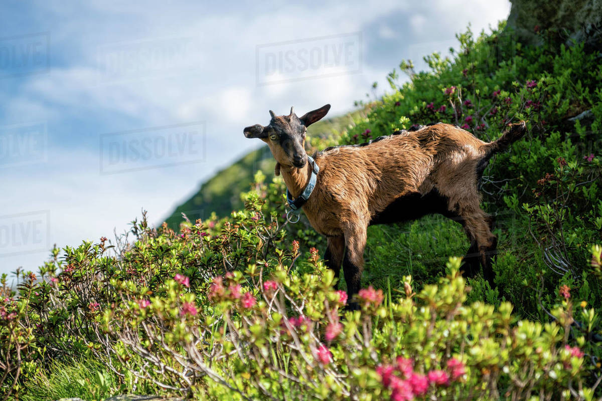 Portrait of a Mountain Goat in the Austrian Alps, Gastein, Salzburg ...