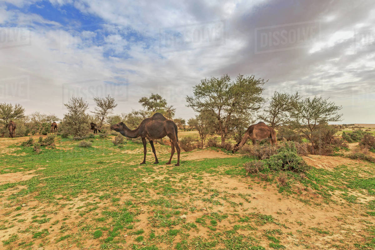 Five Camels grazing in the desert, Riyadh, Desert - Royalty-free Stock ...
