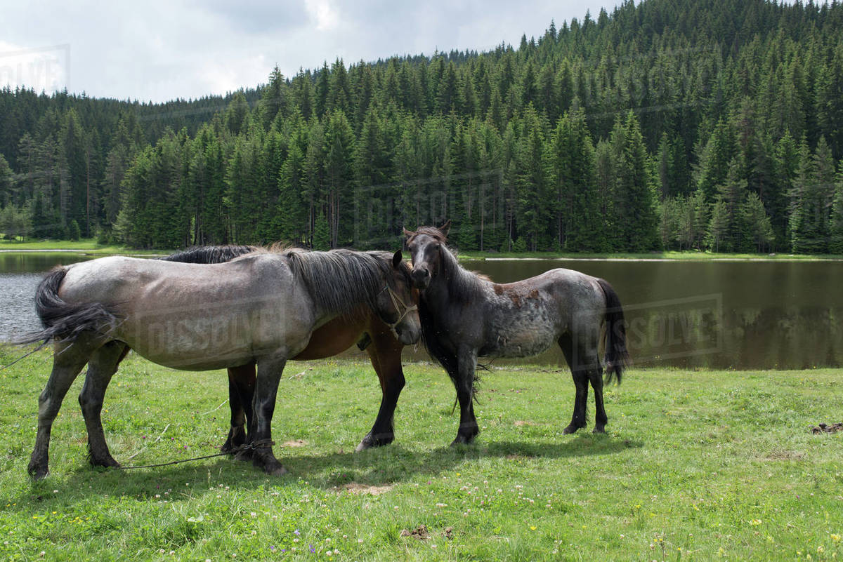 Three horses standing by a lake, Bulgaria - Stock Photo - Dissolve