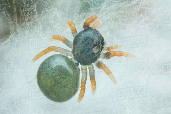 Overhead view of a jumping spider on a spider's web, Indonesia ...