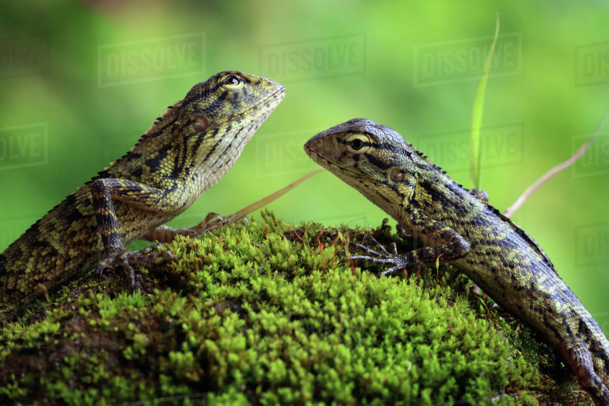 Two lizards on a mossy rock looking at each other, Indonesia - Royalty ...