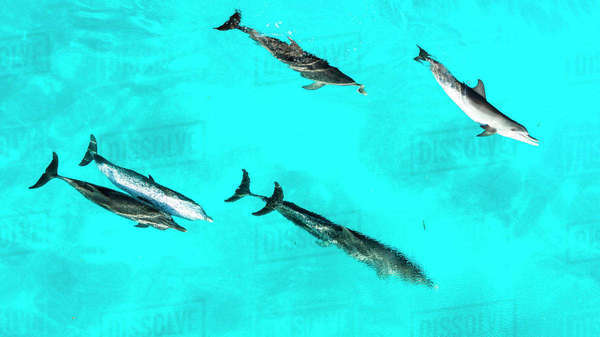 Aerial view of a pod of Atlantic Spotted Dolphins swimming in ocean ...