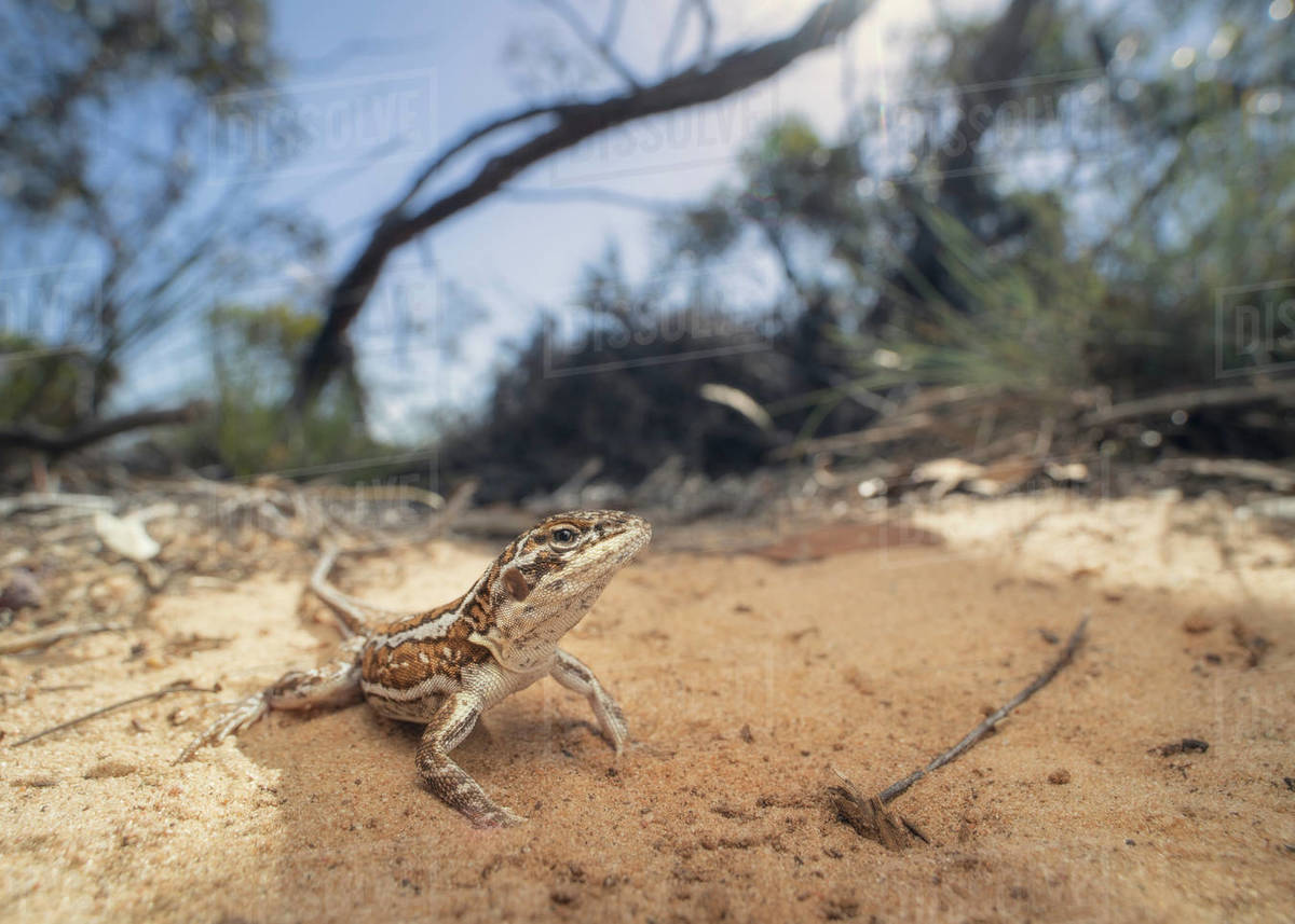 Wild central military dragon (Ctenophorus isolepis) standing in sandy ...