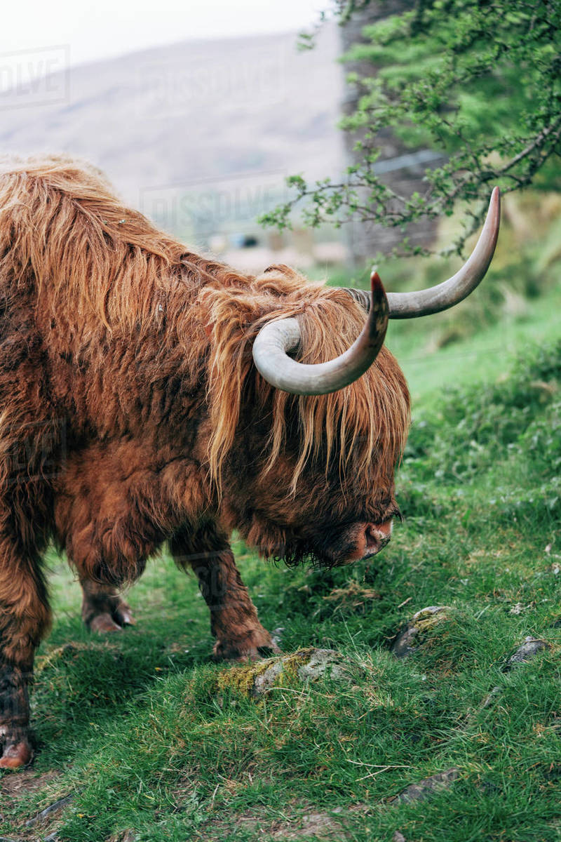 Huge ginger yak feeding on green lawn against aged stone building ...