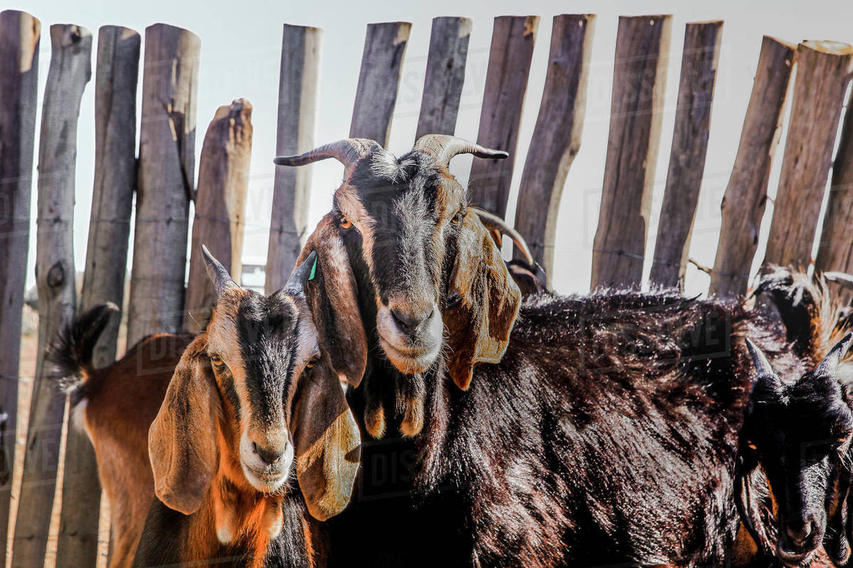 Herd of spotted goats gathering in farm in paddock on ranch land in ...