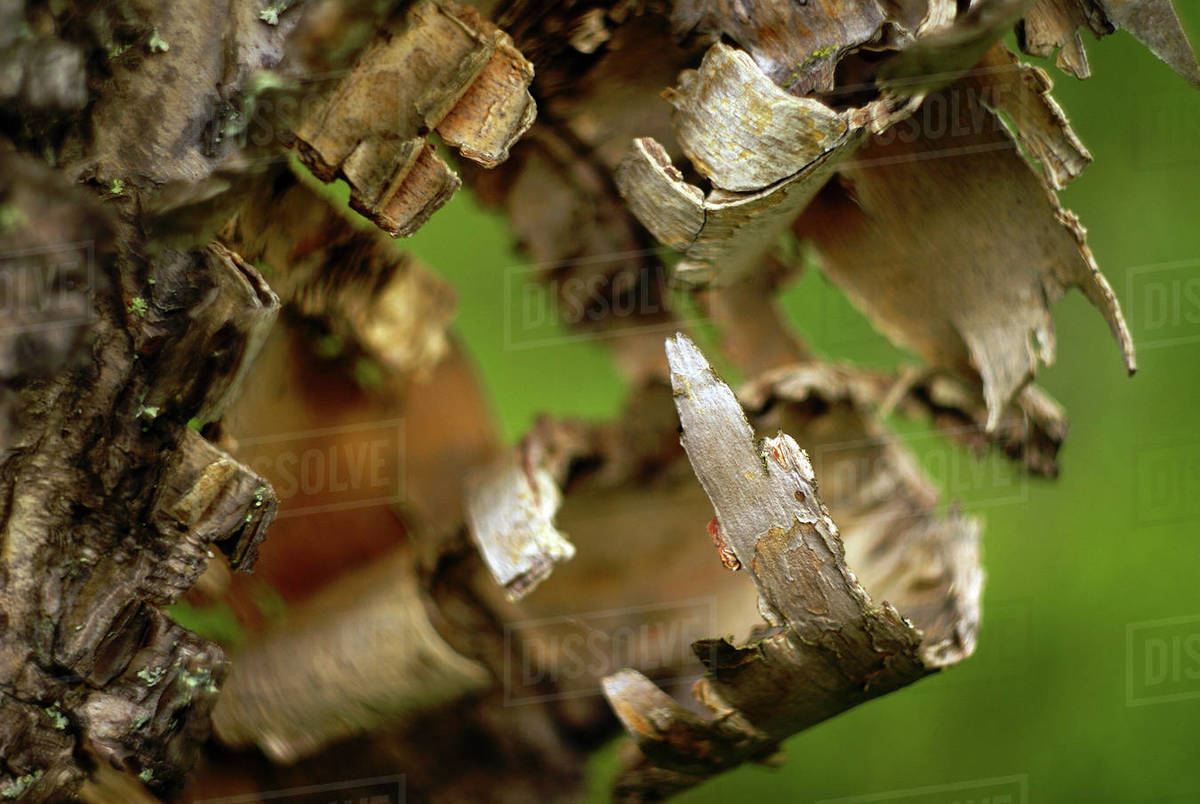 Soft focus of old rustic tree brown trunk with bark in closeup - Stock ...