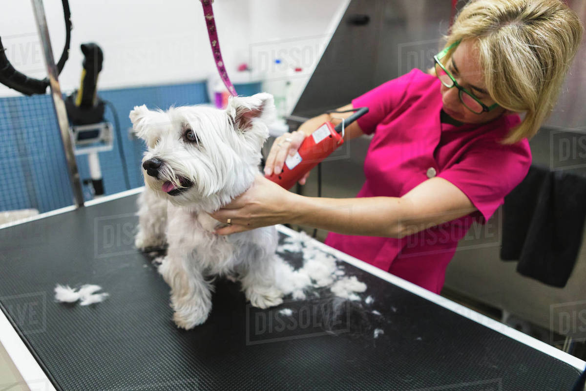 From above of crop female groomer in eyeglasses and uniform using ...