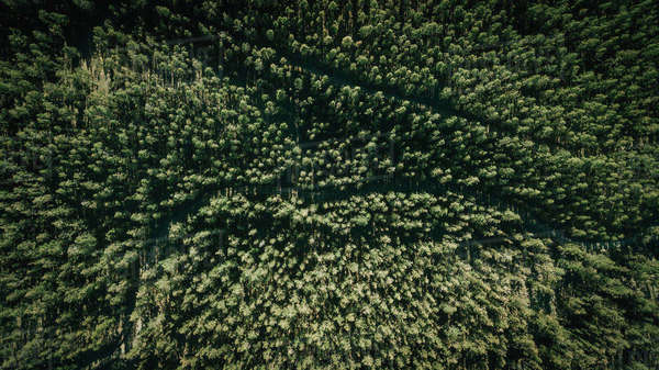 Overhead drone view of lush green woods with coniferous trees and curvy ...