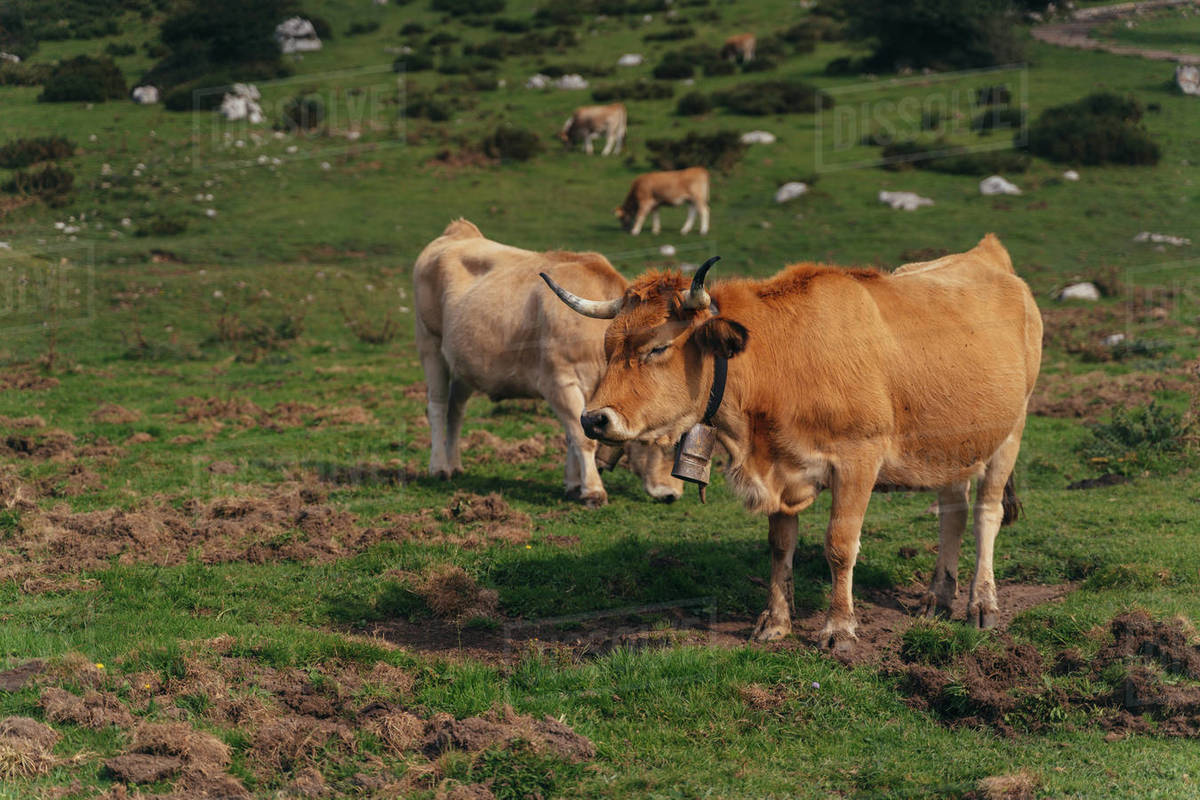 Full body red aubrac cows with big cow bell on necks pasturing on lush ...