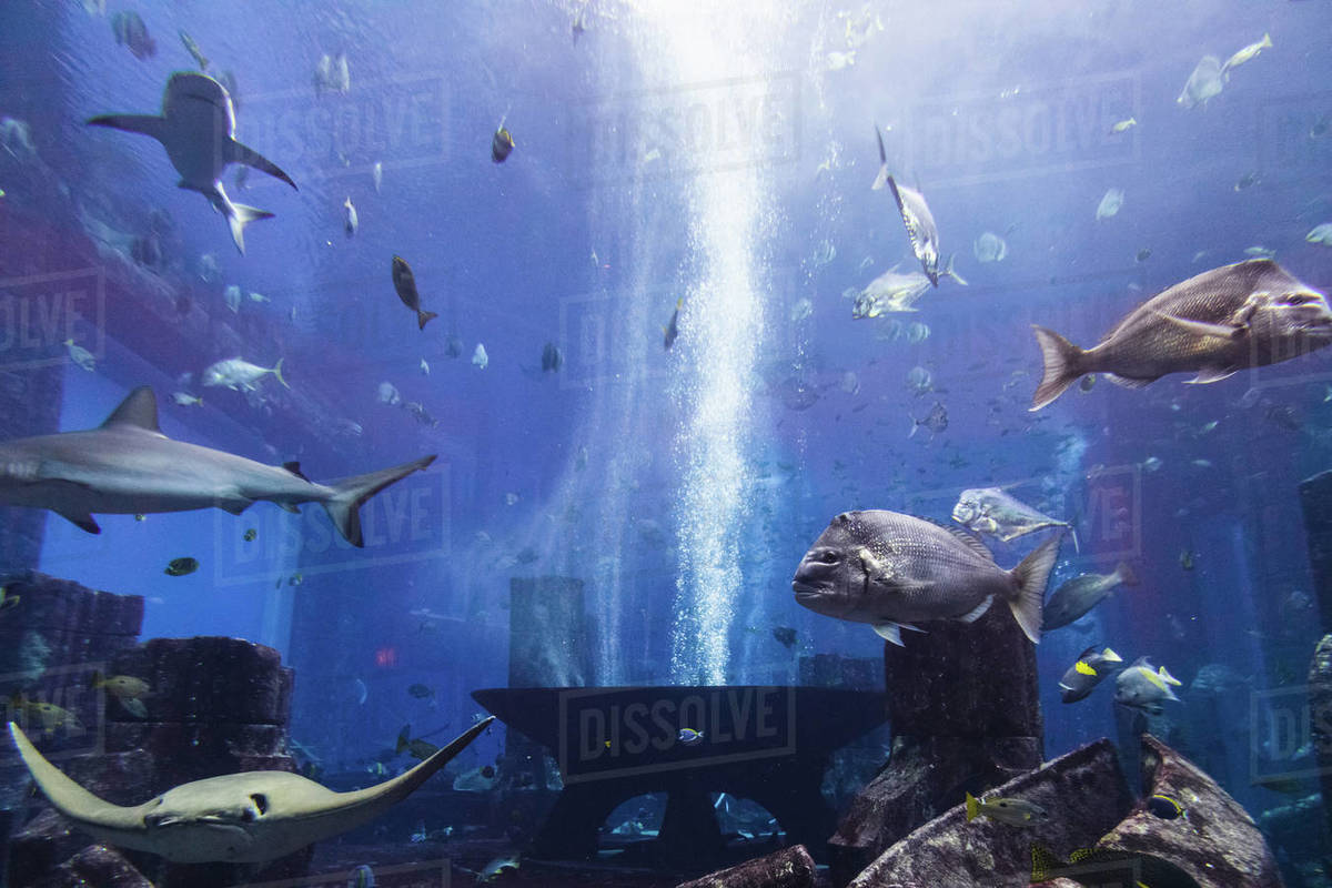 Various fish in large aquarium - Stock Photo - Dissolve