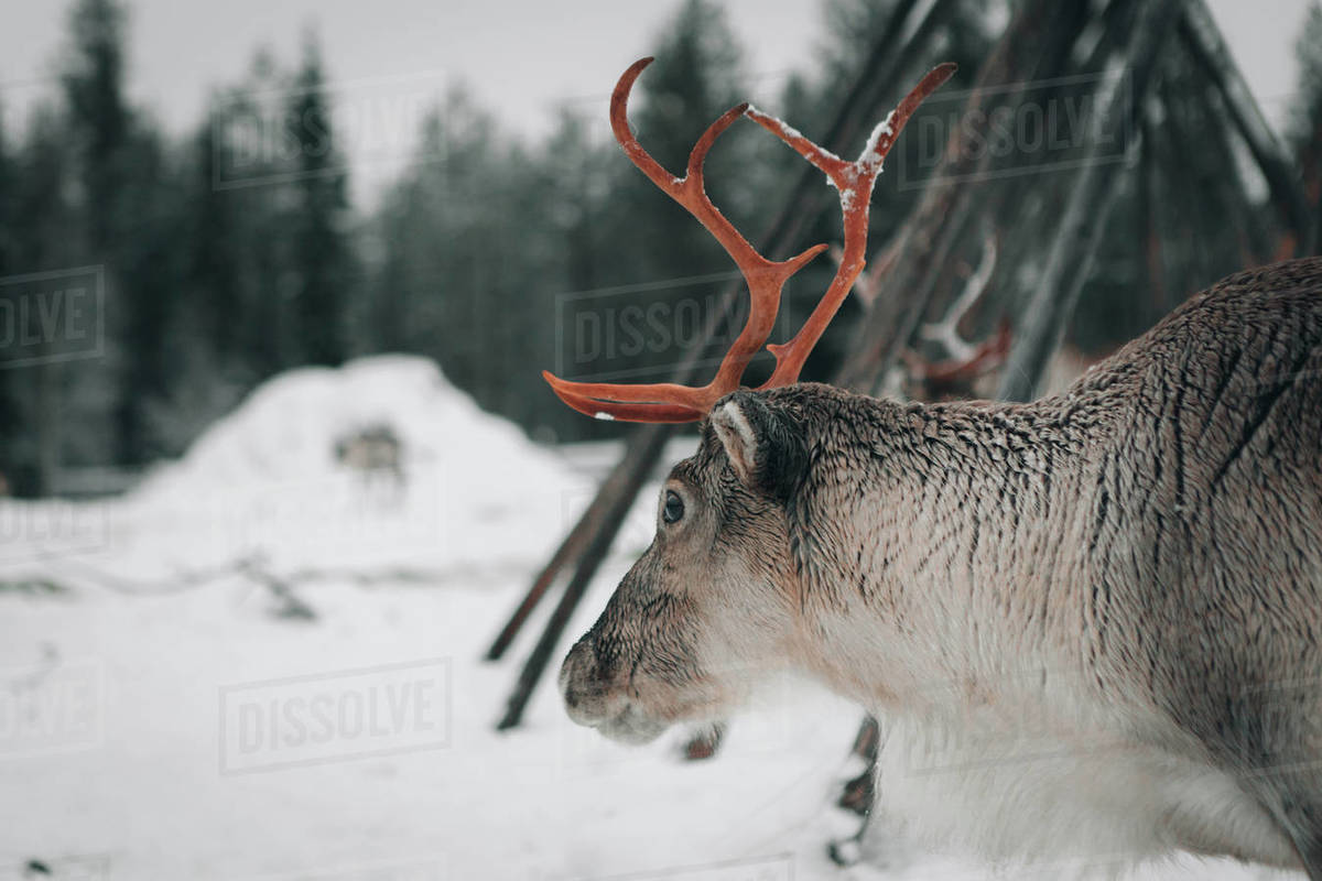 Amazing domestic reindeer with snowy antlers standing in cold winter ...