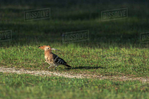 Cute funny hoopoe observing environment while sitting on green field in ...