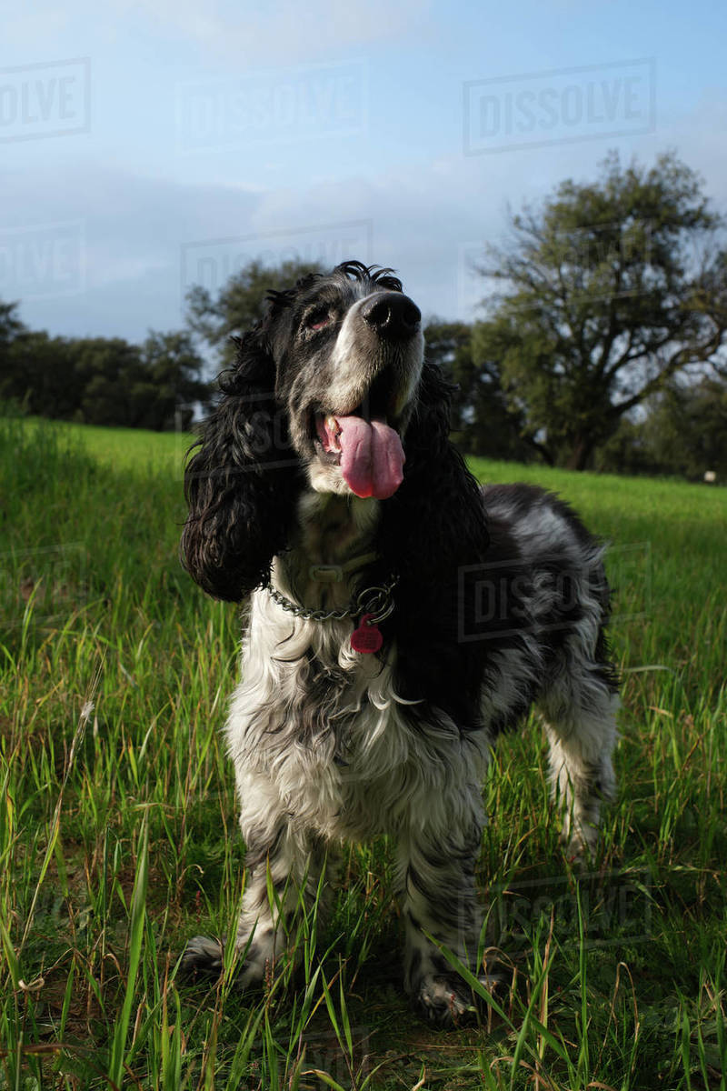Cute black and white big Spaniel with tongue out standing on green ...
